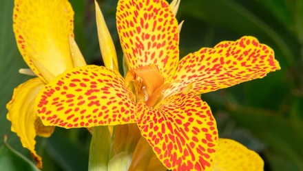 Canna lily care: how to plant and grow these tropical gems | Modern Gardens