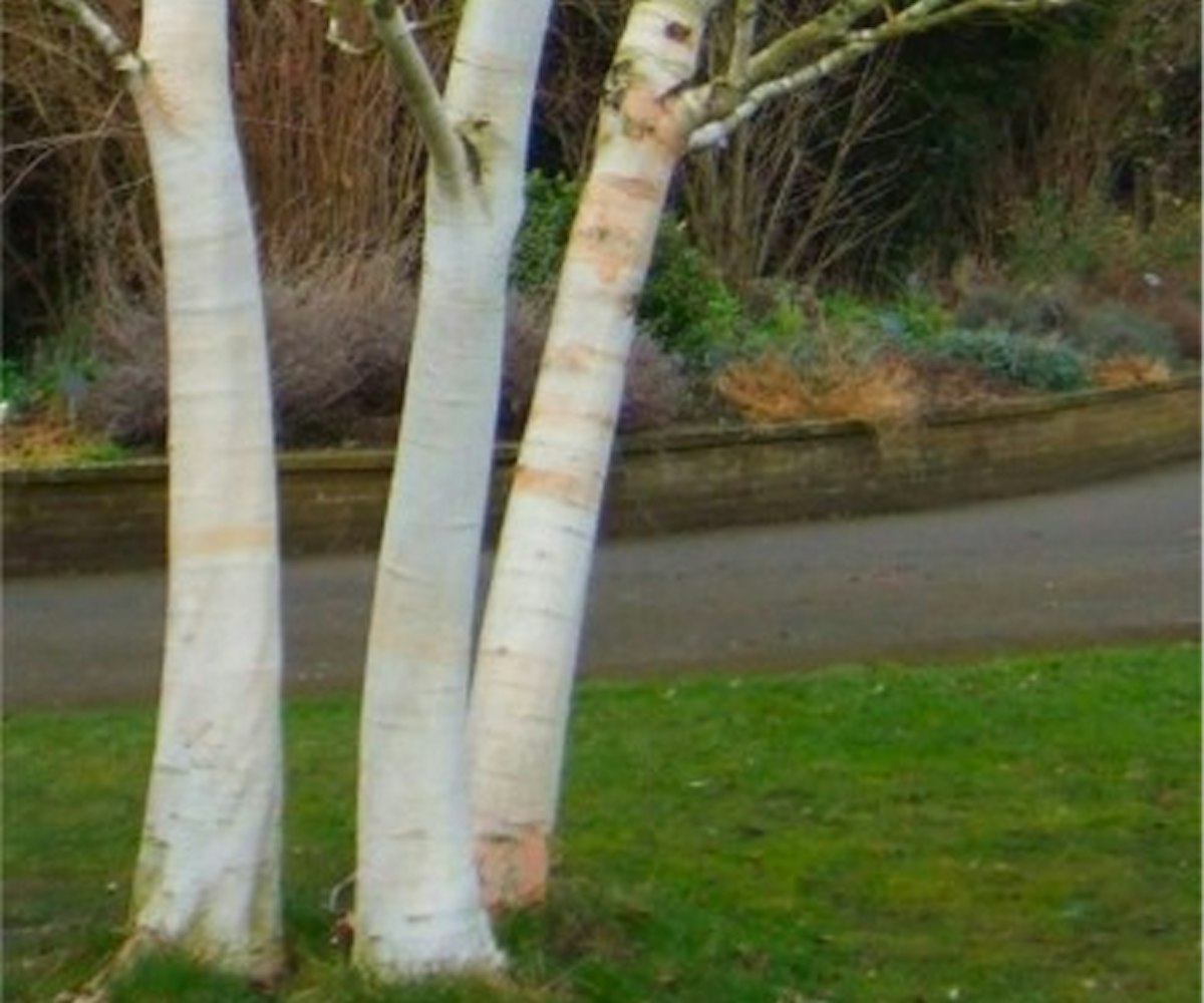 What Himalayan Birch Tree To Buy And Care Advice