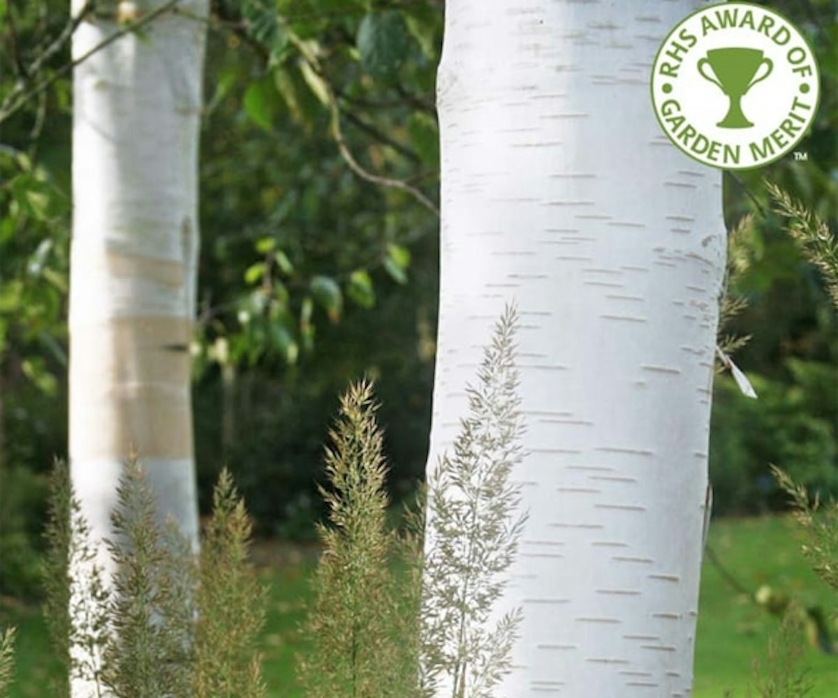 What Himalayan Birch Tree To Buy And Care Advice