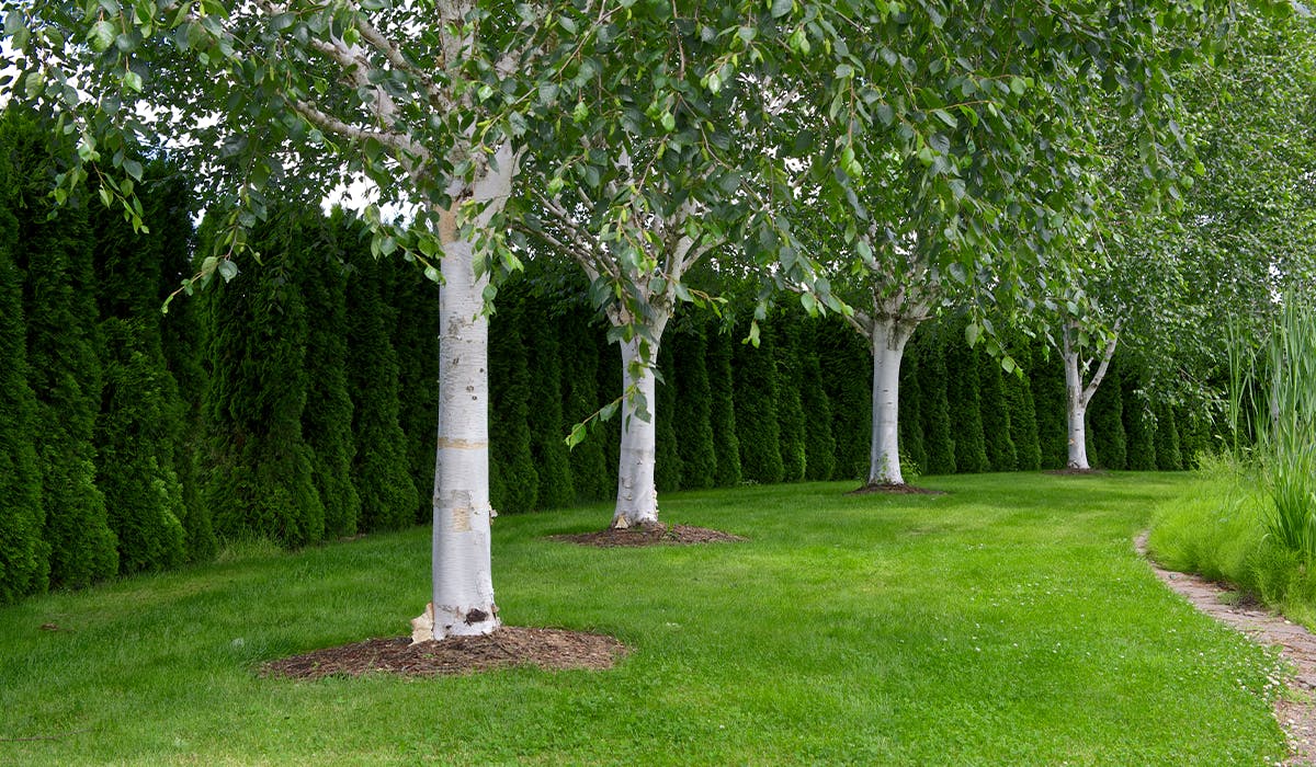 What Himalayan Birch Tree To Buy And Care Advice