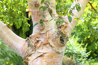 What Himalayan Birch Tree To Buy And Care Advice