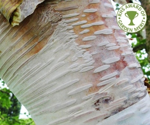 Himalayan birch tree UK: Buying and care guide | Modern Gardens