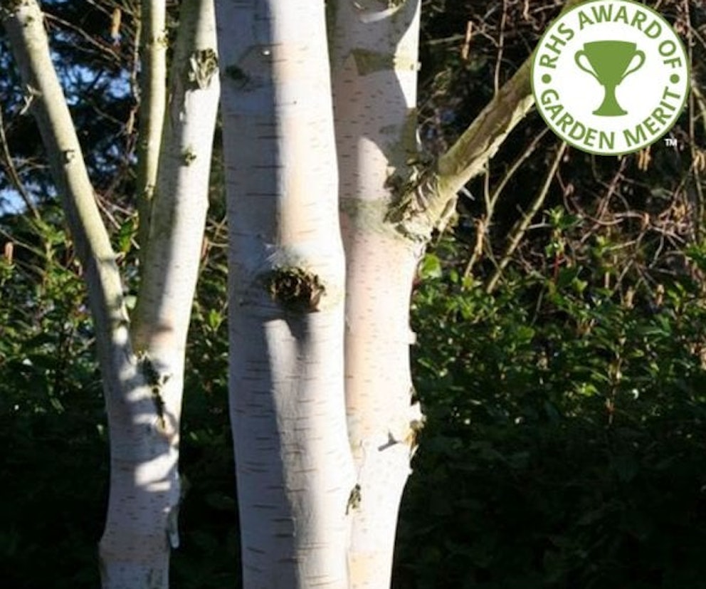 What Himalayan Birch Tree To Buy And Care Advice