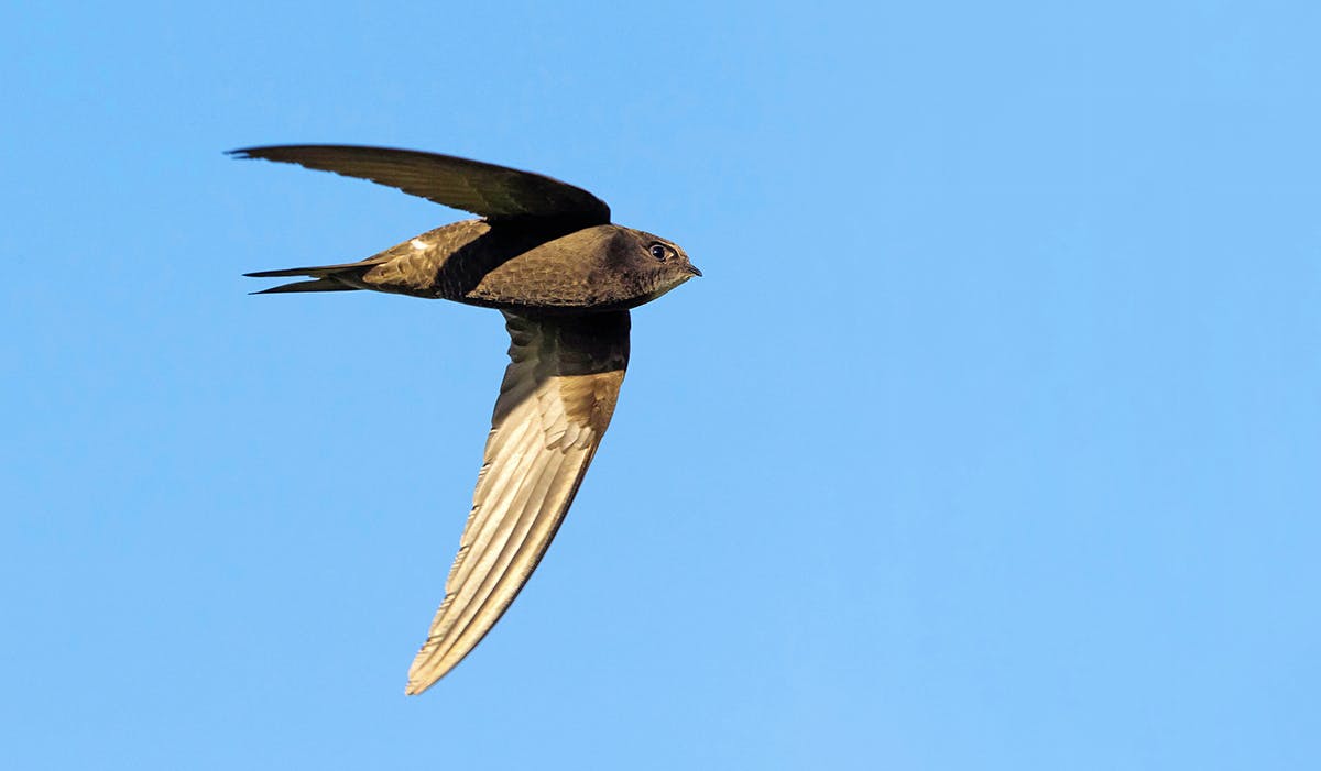 Alamy_M8D26W_Swift.jpg?format=jpg&quality=80&width=960&height=540&ratio ...