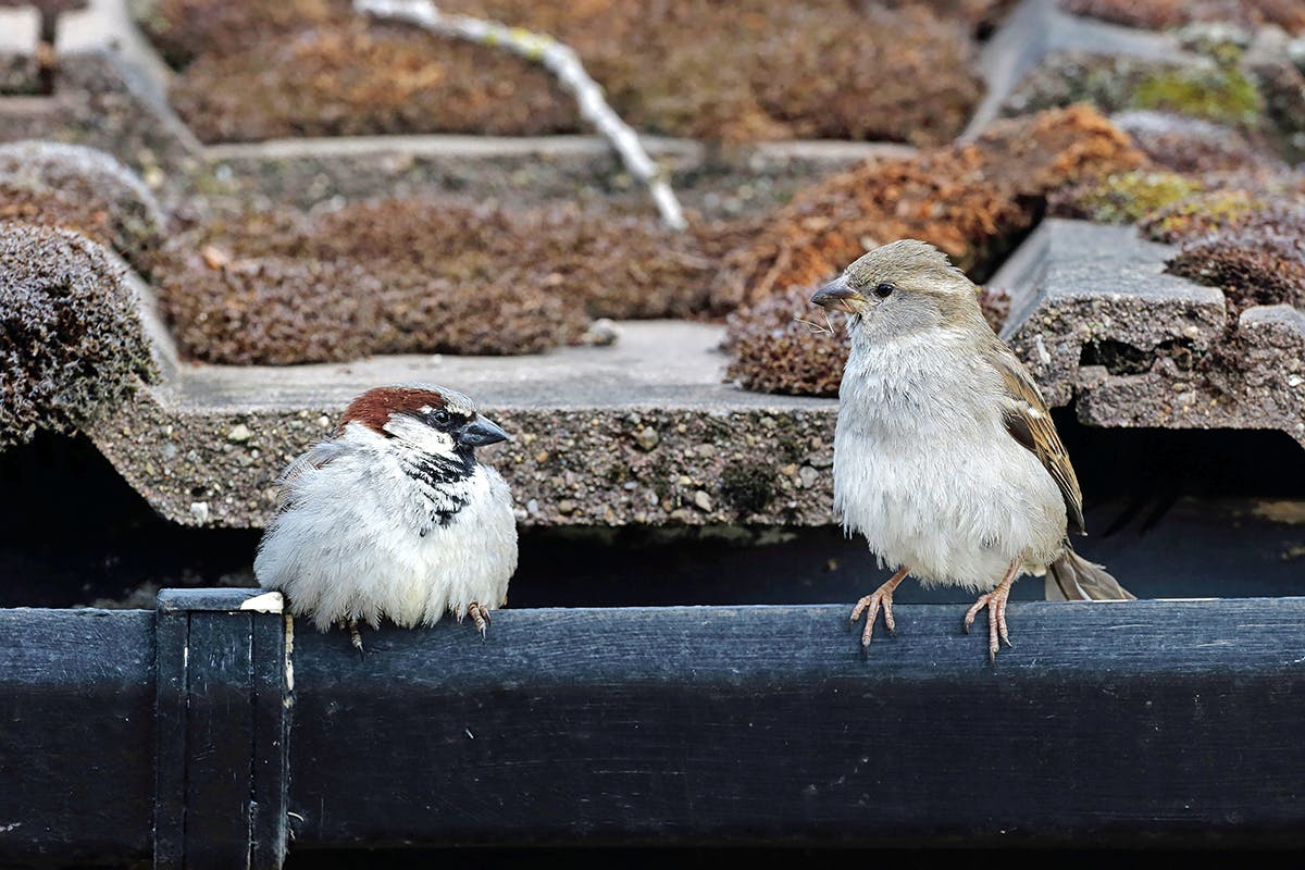 Dominic Couzens on… House Sparrow | Features | Bird Watching