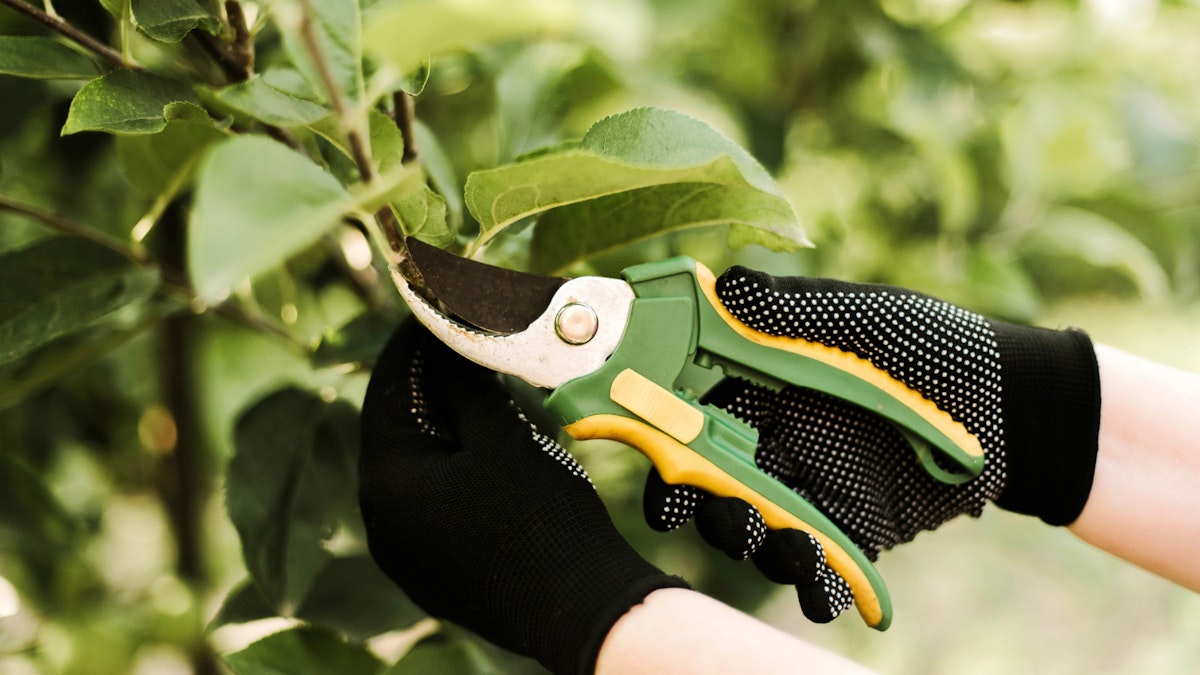 The Best Garden Secateurs UK 2023 | Maintenance | Modern Gardens