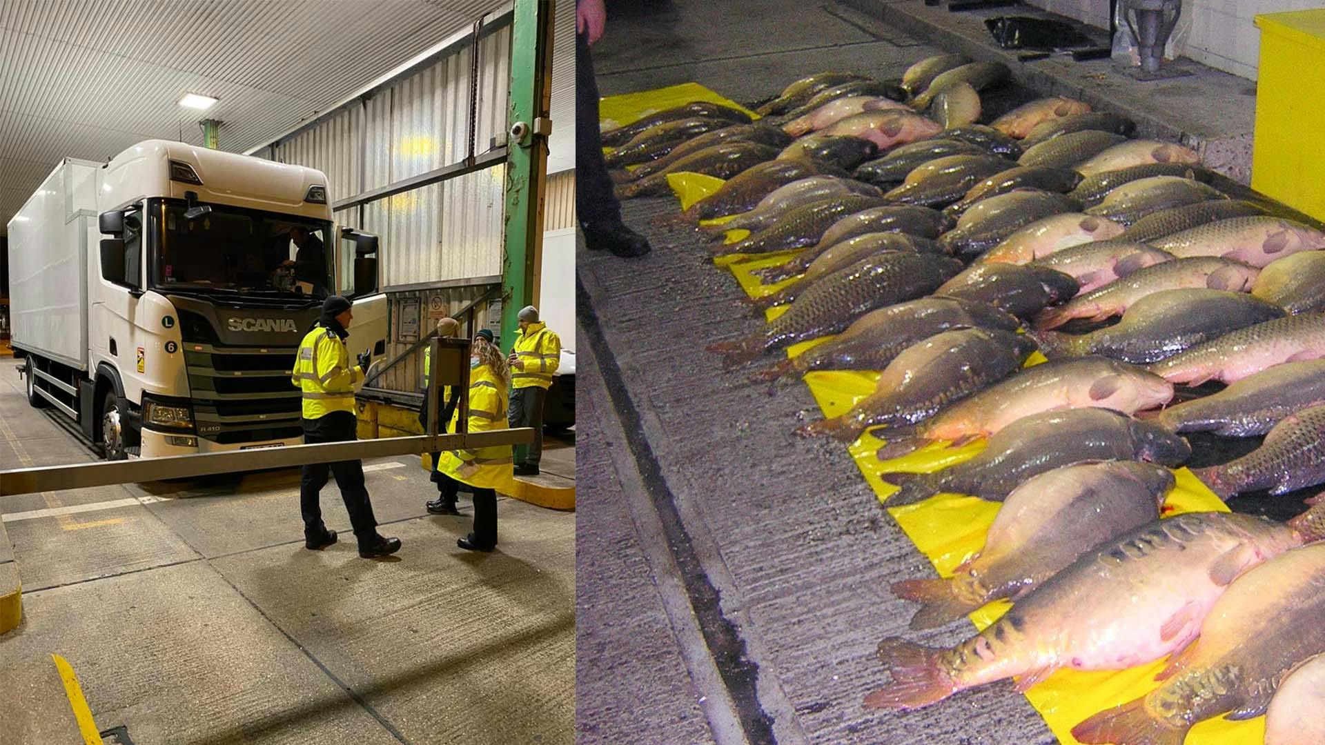 fish police.jpg?format=jpg&quality=80&width=960&height=540&ratio=16-9 ...