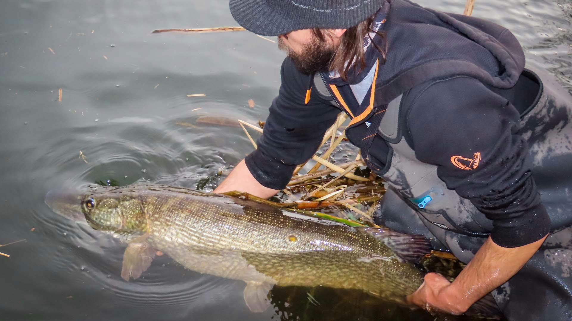 30lb pike completes the set! | Angling Times