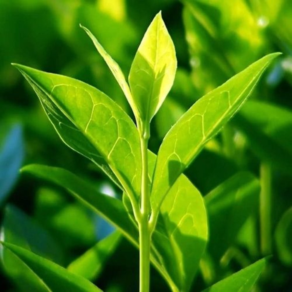 How To Grow Tea Using Camellia Sinensis