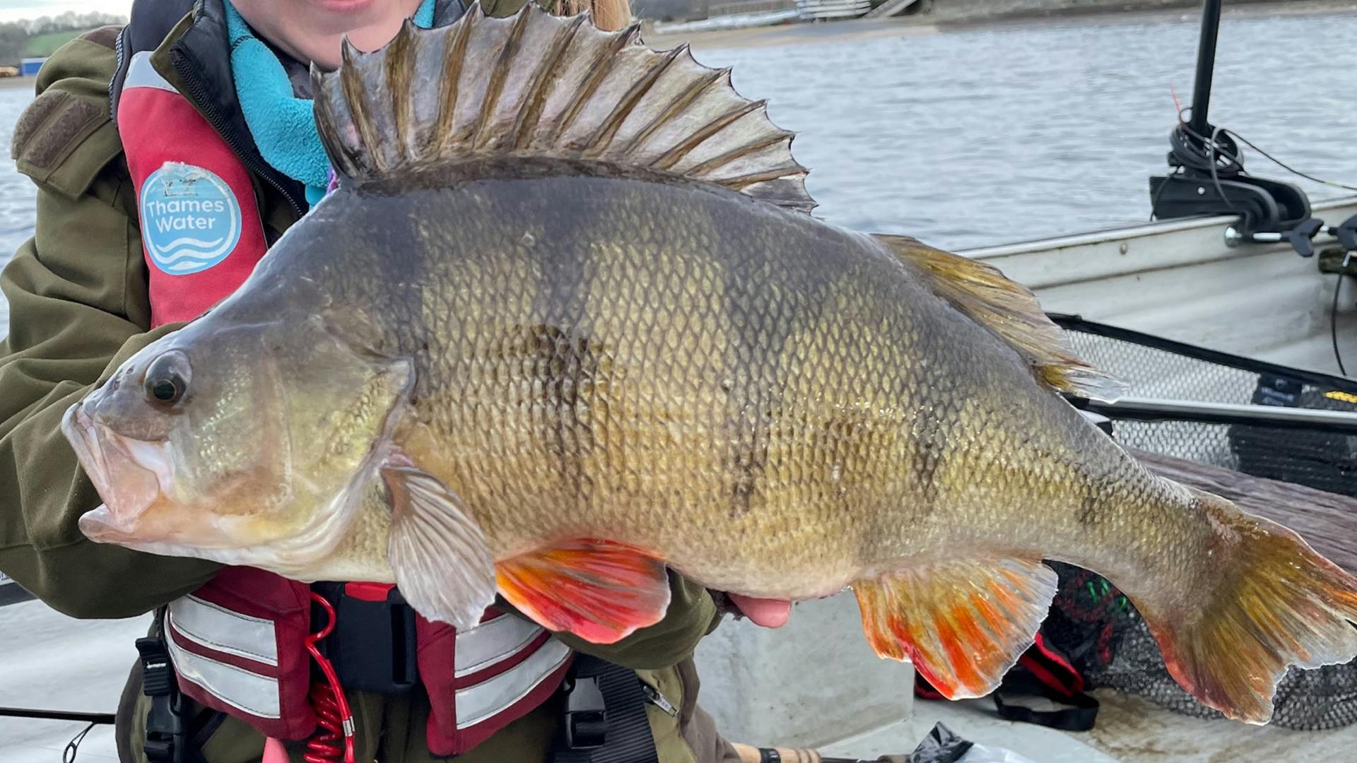 Lure swap scores PB perch | Angling Times