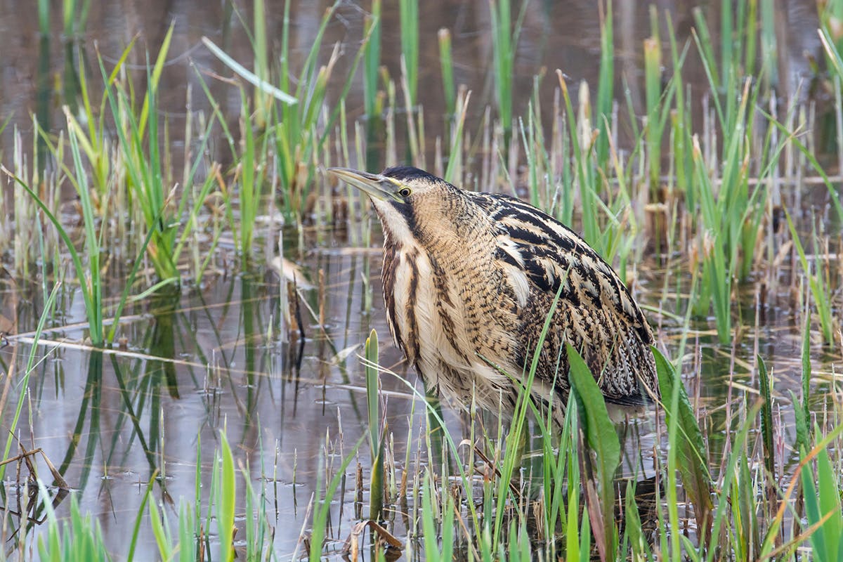 Tune into the natural world | Features | Bird Watching