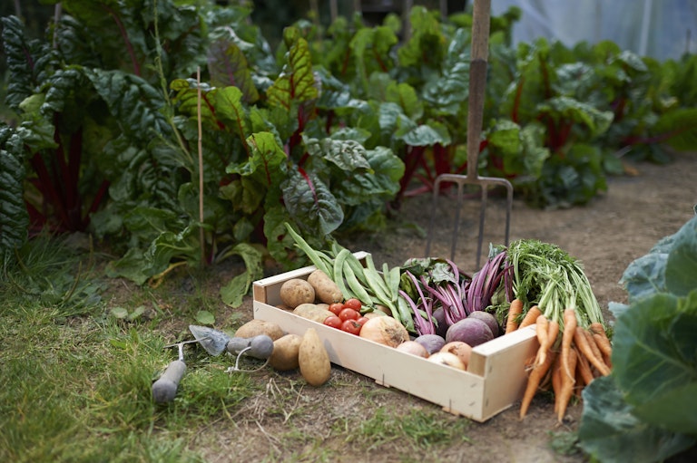 Allotment ideas for beginners