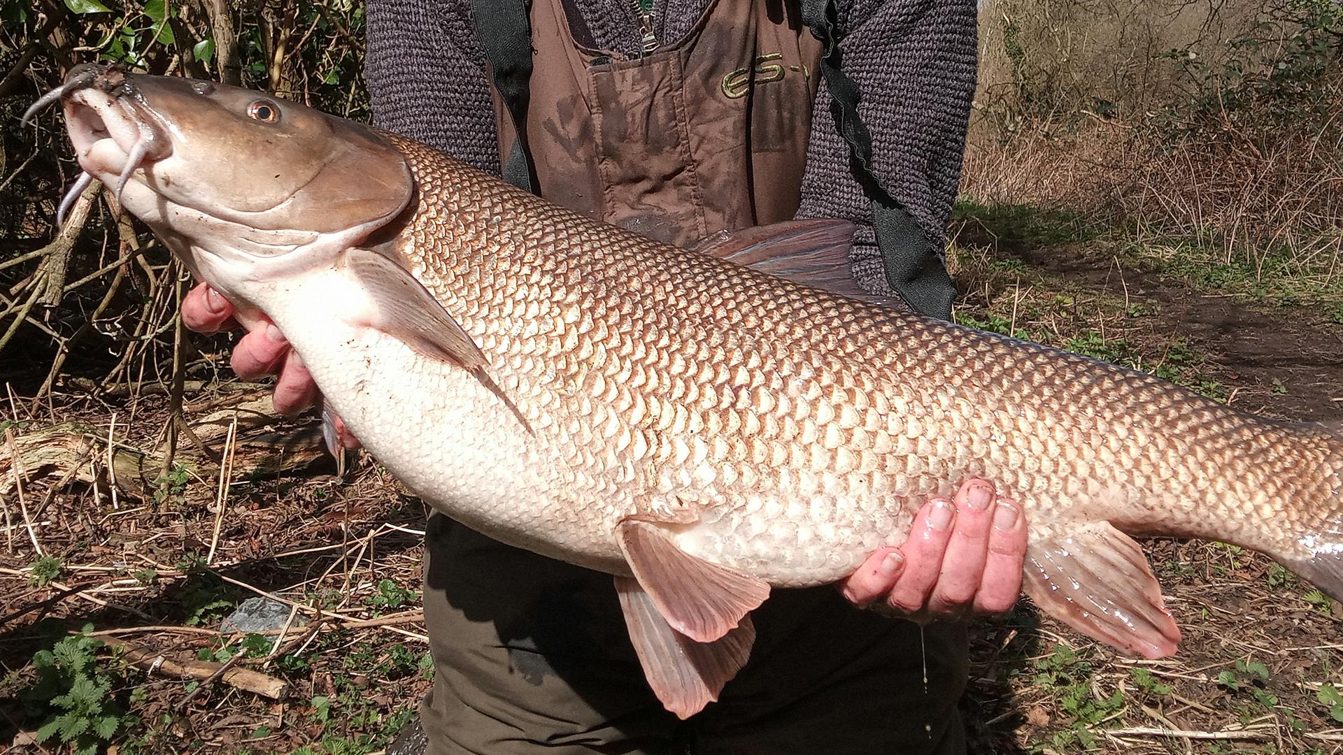 Lea barbel record tumbles again at end of the season | Angling Times