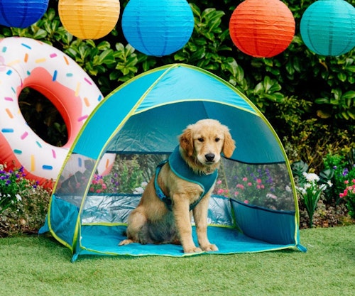 The best dog sun shade to help your pup cool off in the heat | Life | Yours