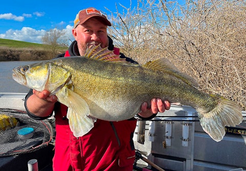 The biggest UK zander brace in history! | Angling Times