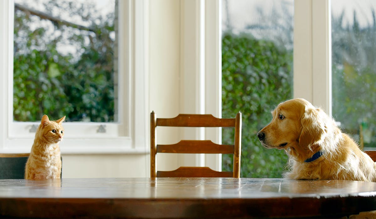 How to introduce a cat to a dog