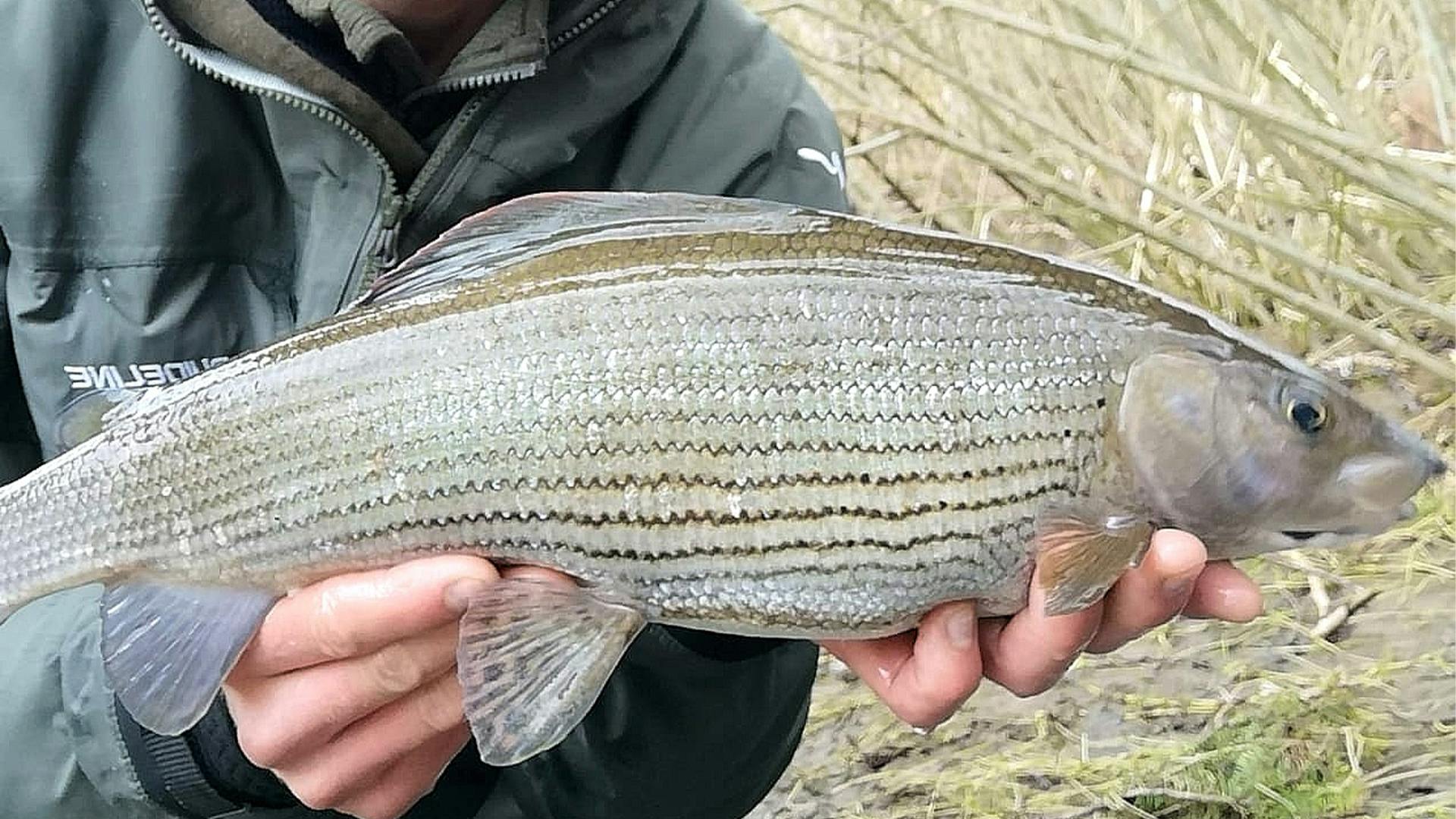Grayling campaign ends in style | Angling Times