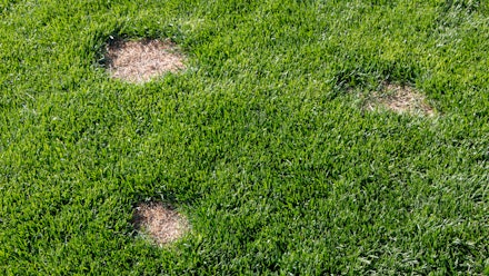 Lawn care tips to give your grass a lush facelift | Modern Gardens