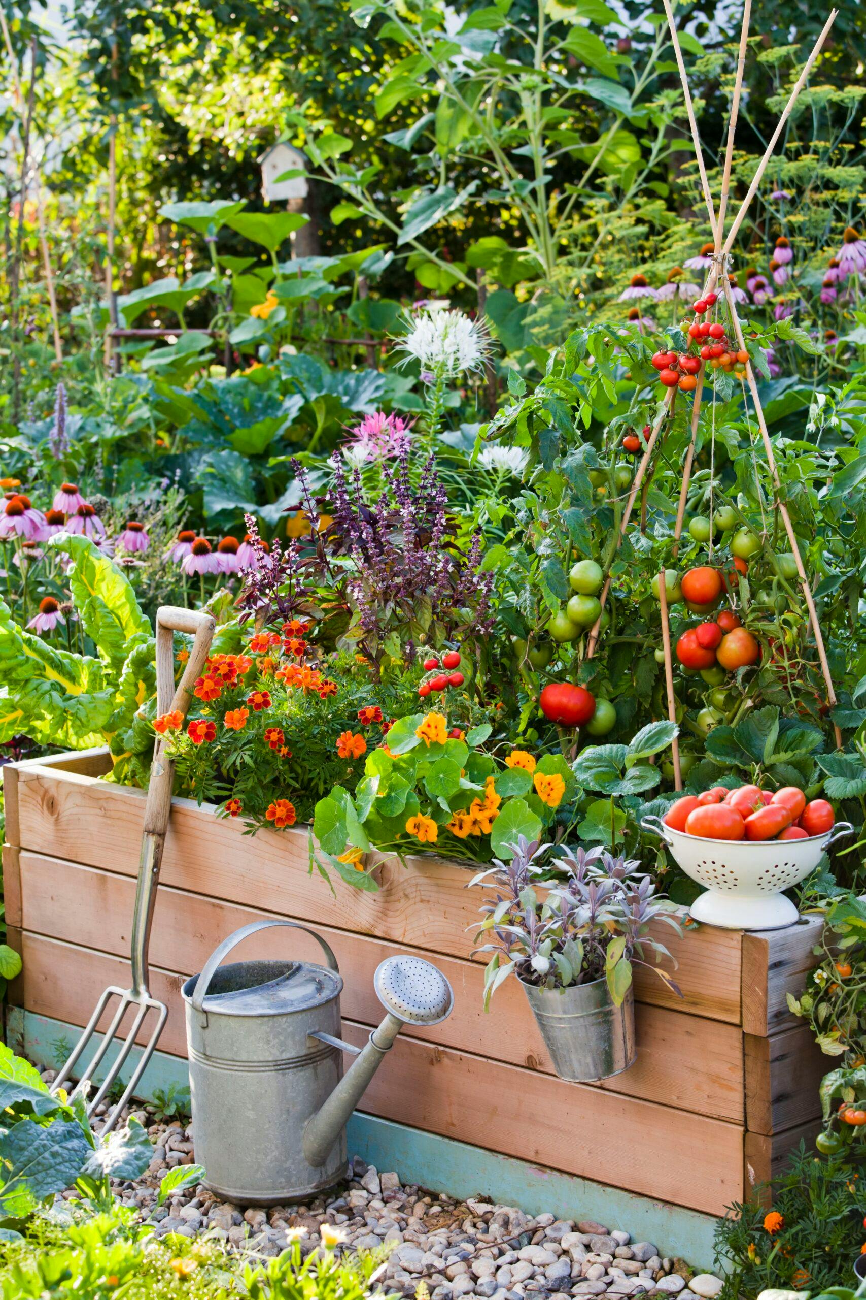 Plants for a pretty AND productive plot | %%channel_name%%