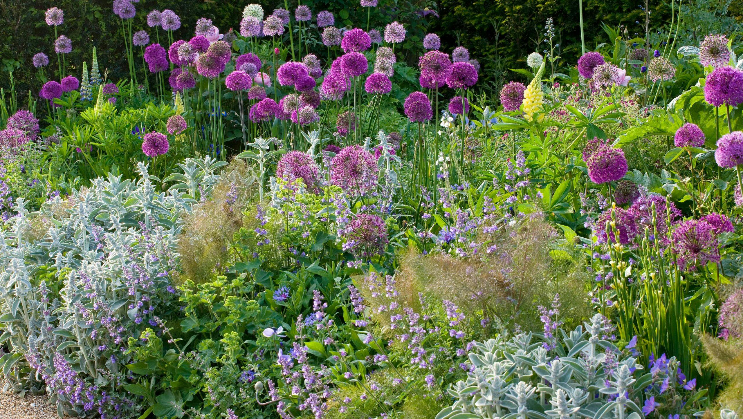Plant show-stopping alliums | %%channel_name%%