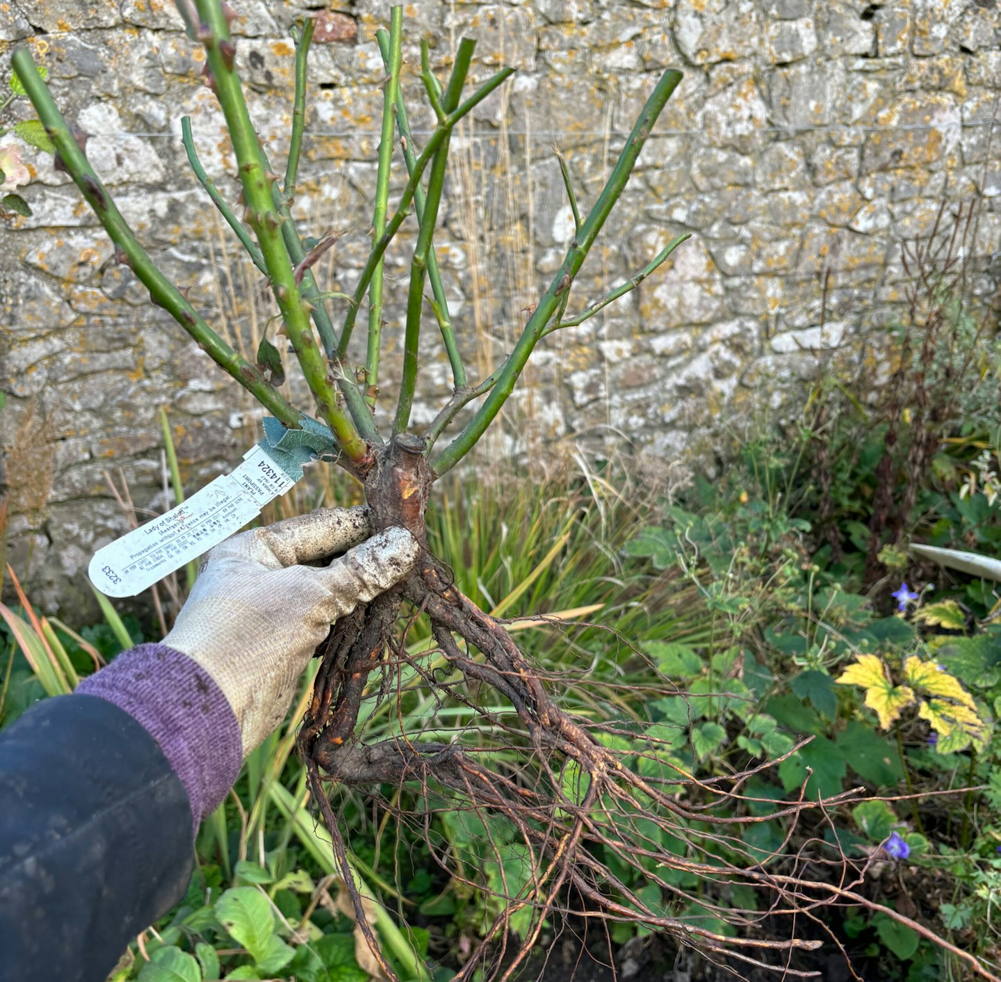 How to plant a bareroot rose for beautiful blooms | %%channel_name%%