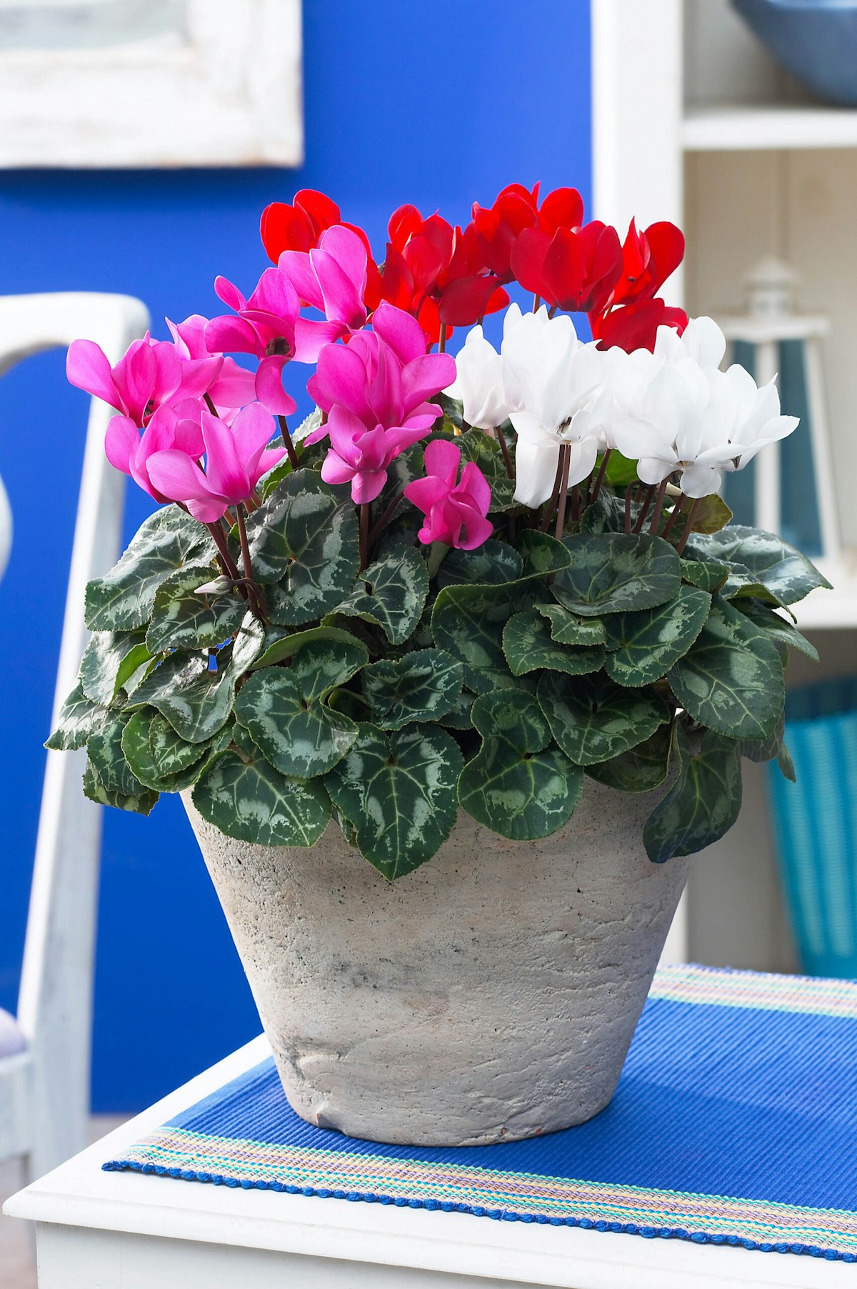 Bring the outside in: Beat the winter blues with indoor plants ...