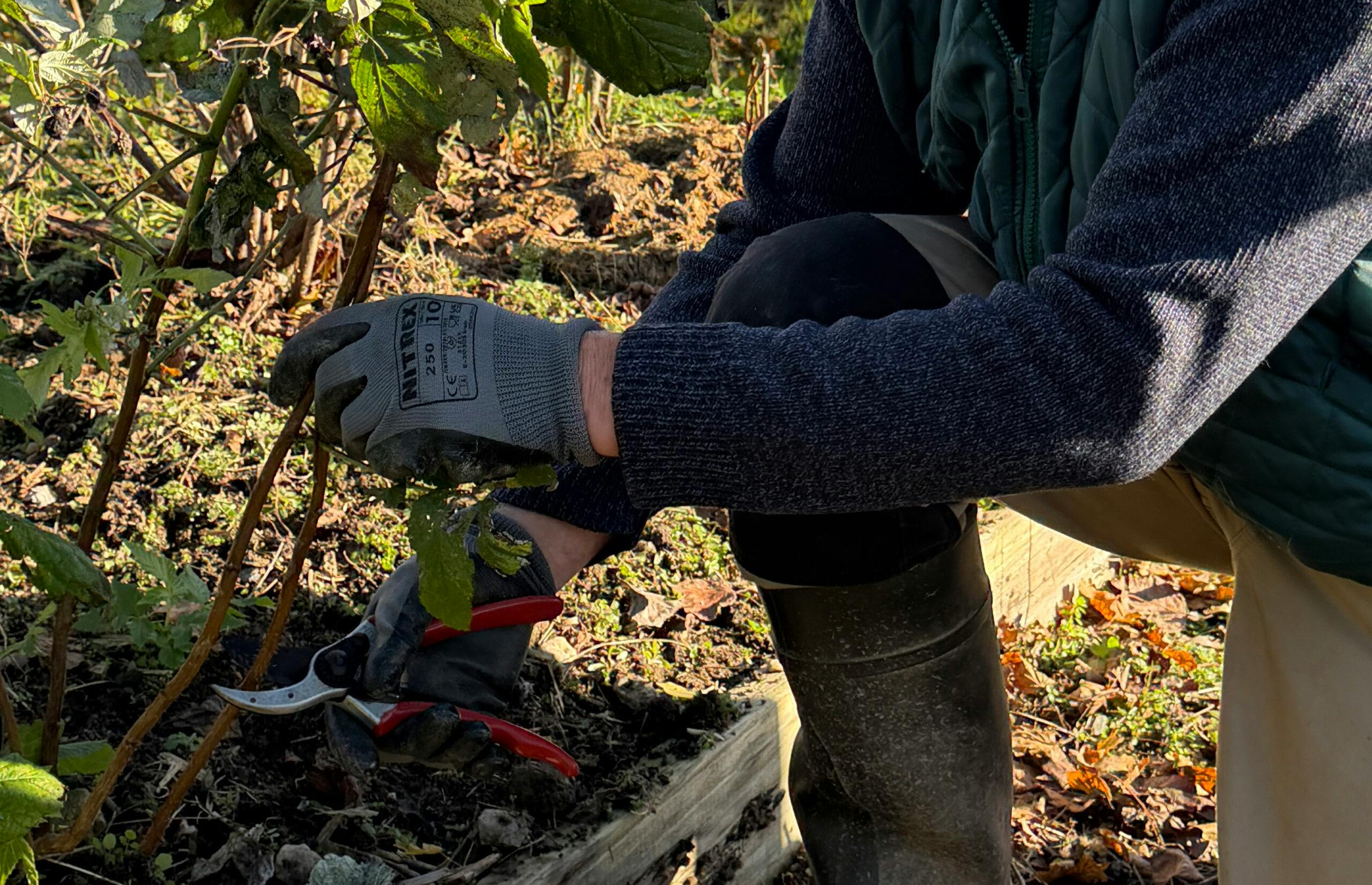 How to prune raspberries and blackberries | %%channel_name%%