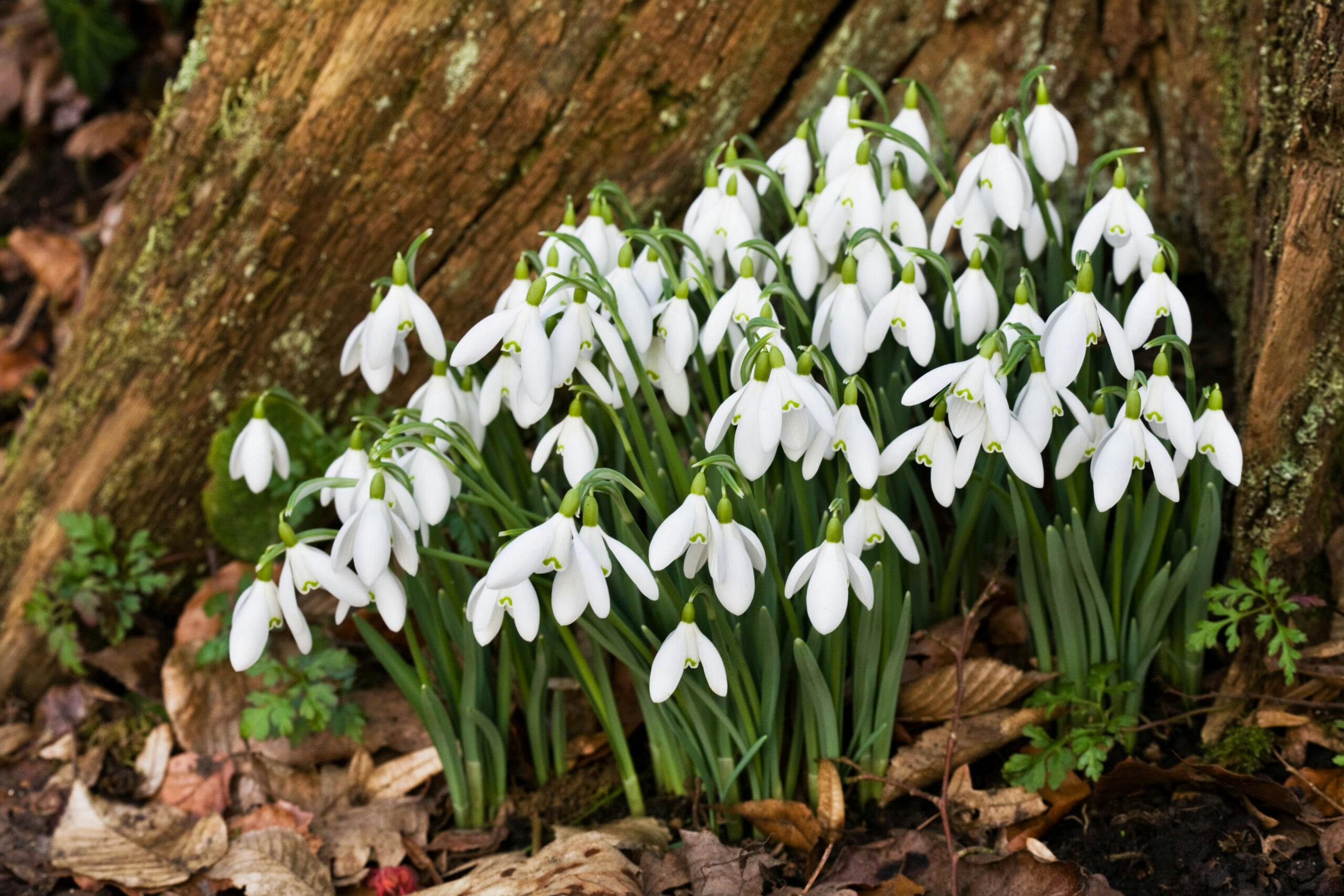 How to grow snowdrops: the best varieties, tips and planting advice ...