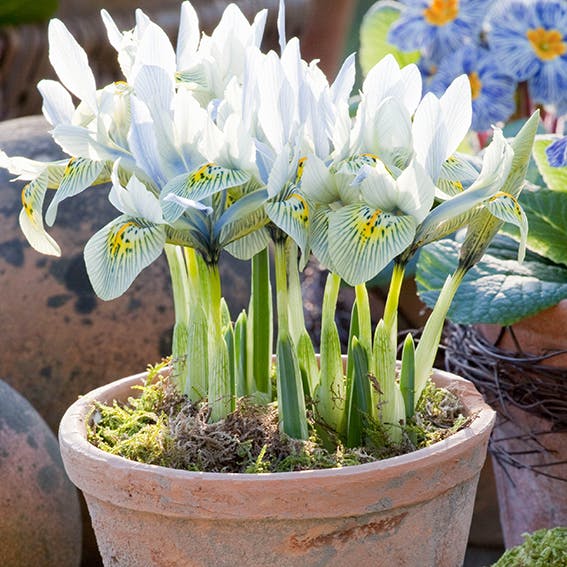 Grow dazzling dwarf irises for winter colour | %%channel_name%%