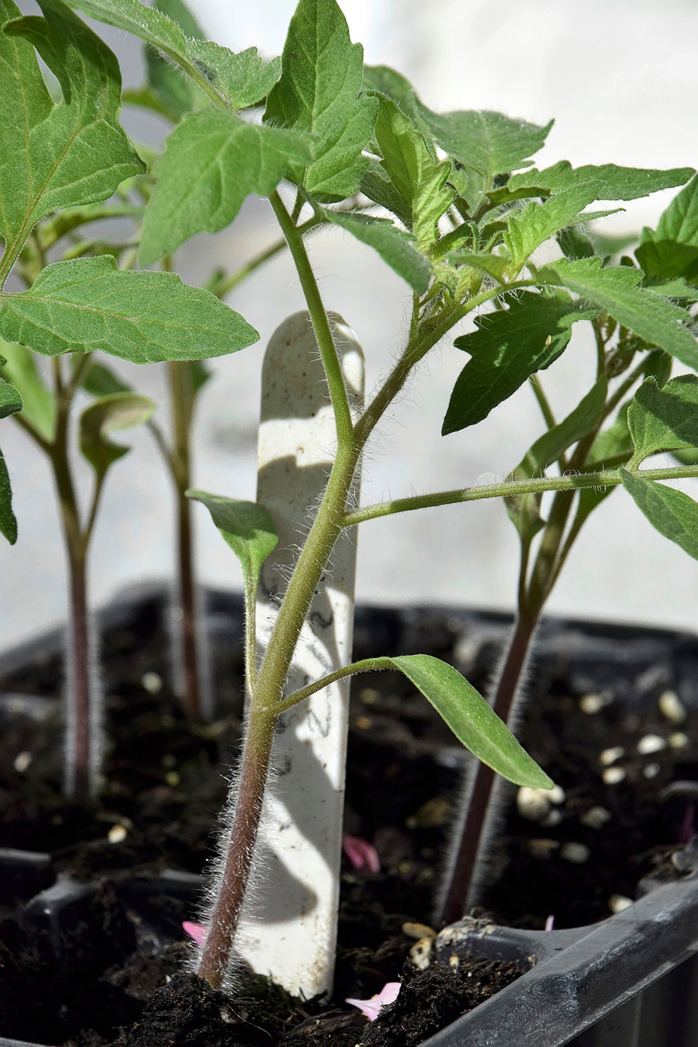 How to plant tomatoes for a strong, healthy start | %%channel_name%%