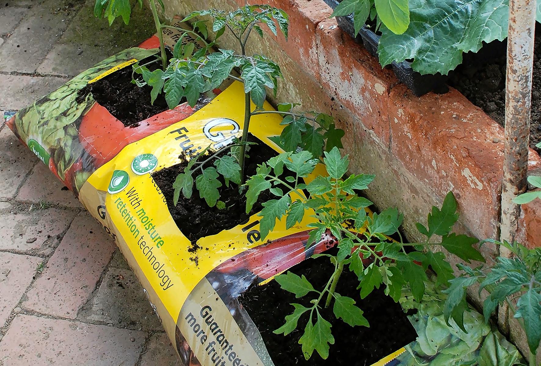 How to plant tomatoes for a strong, healthy start | %%channel_name%%