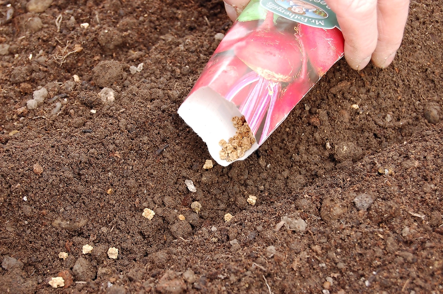 How to grow beetroot for colour, flavour and variety | %%channel_name%%