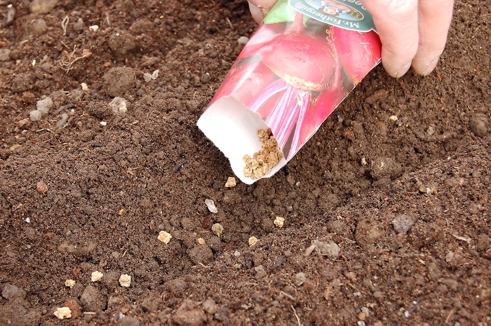 How to grow beetroot for colour, flavour and variety | %%channel_name%%