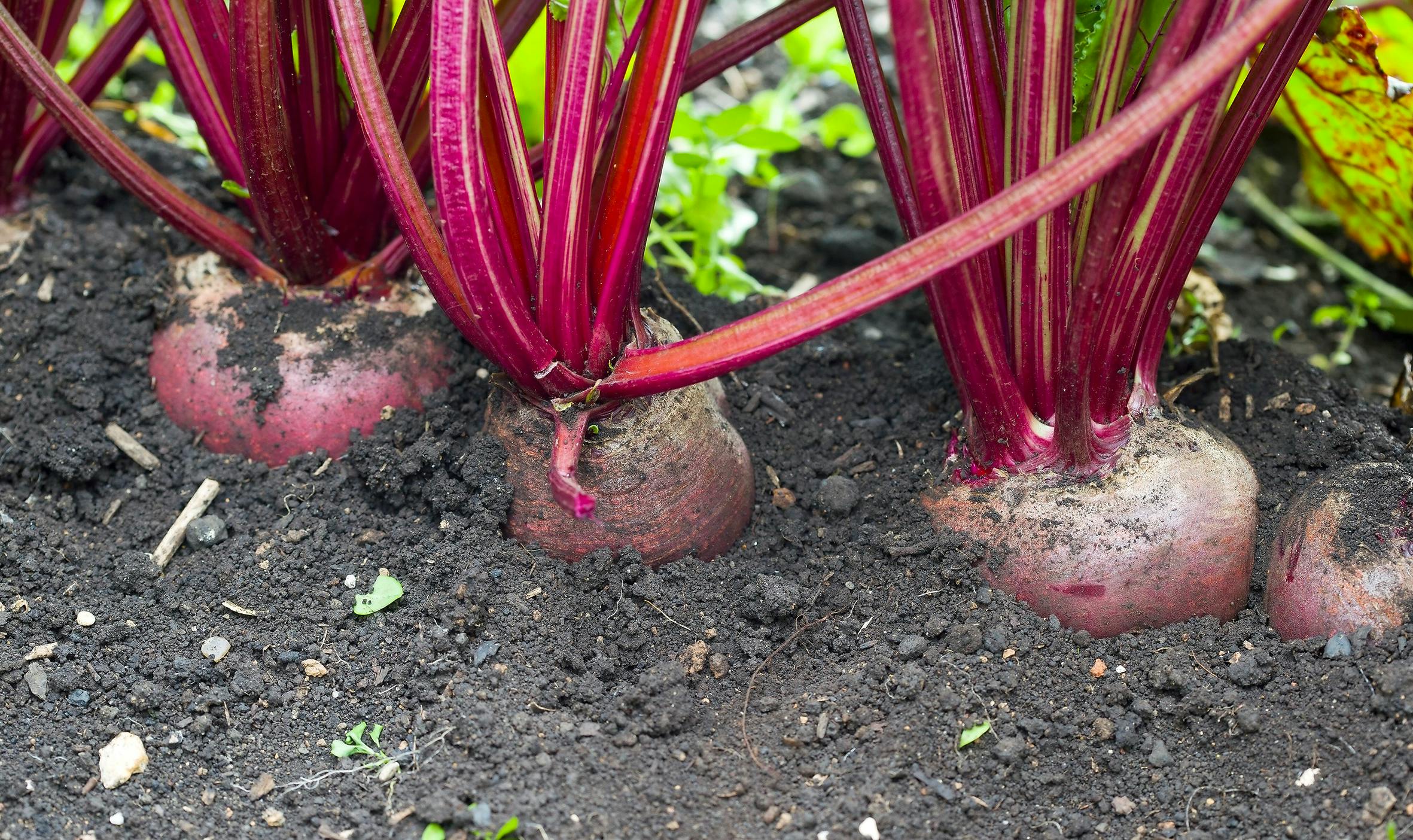 How to grow beetroot for colour, flavour and variety | %%channel_name%%