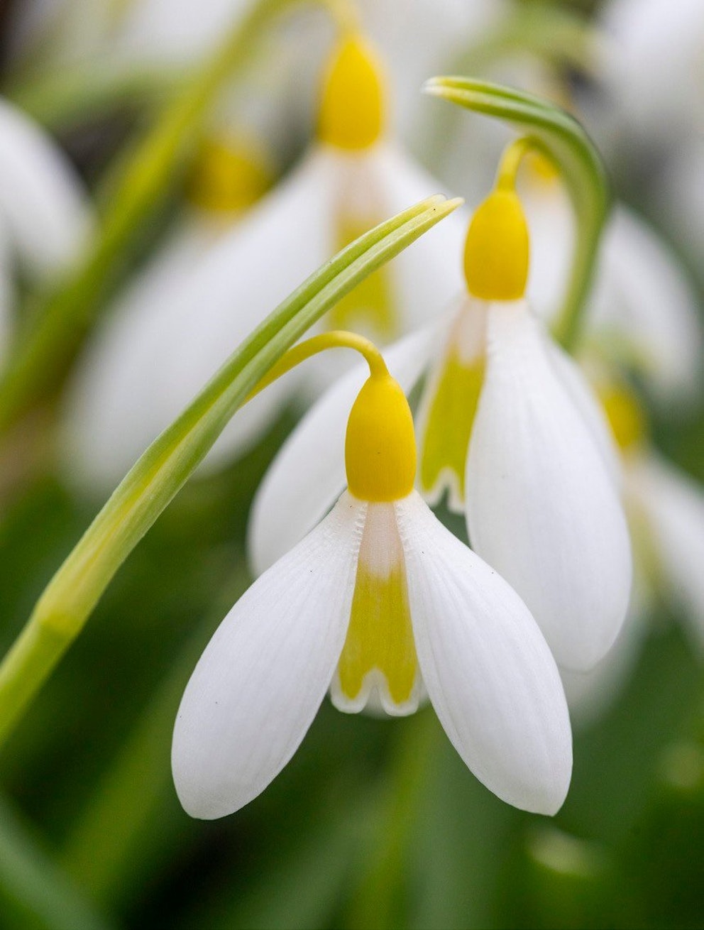 “We have more than 300 varieties of snowdrop now” | Garden Answers