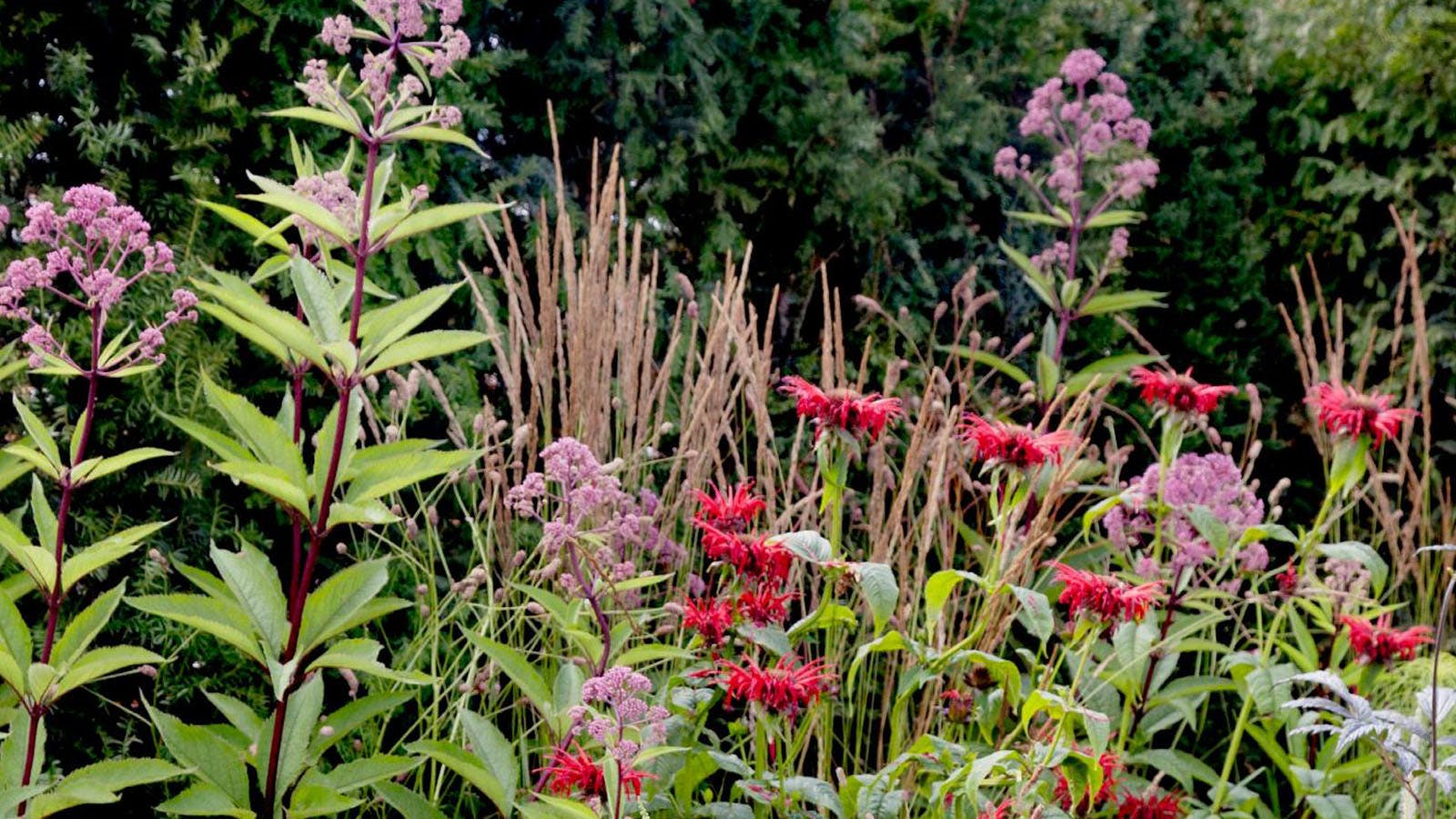 Introduce some autumn sparkle | Garden Answers