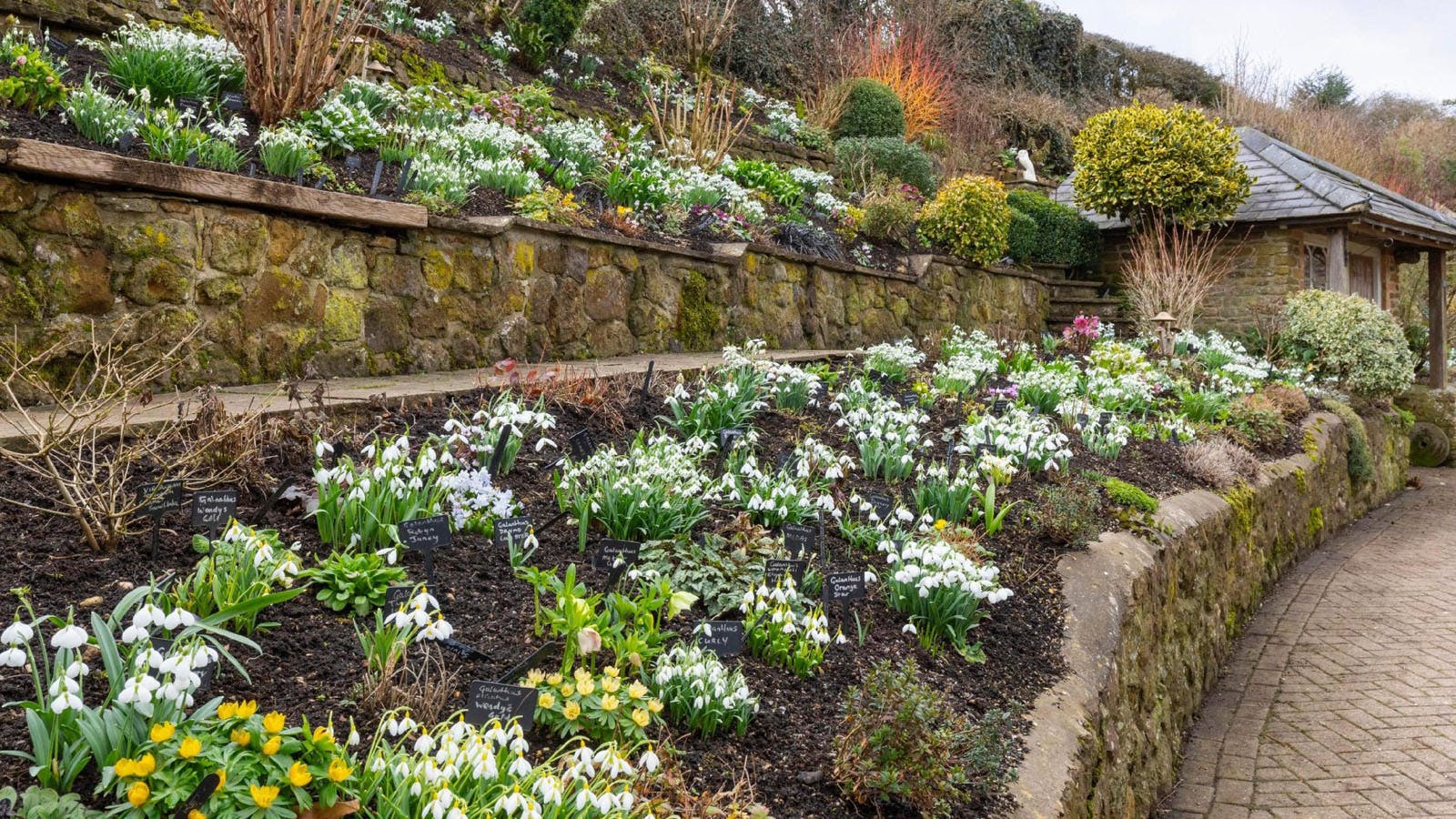 “We have more than 300 varieties of snowdrop now” | Garden Answers