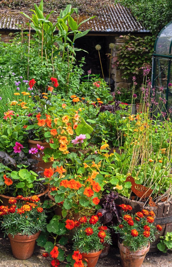 Packing A Colourful Punch | Garden Answers