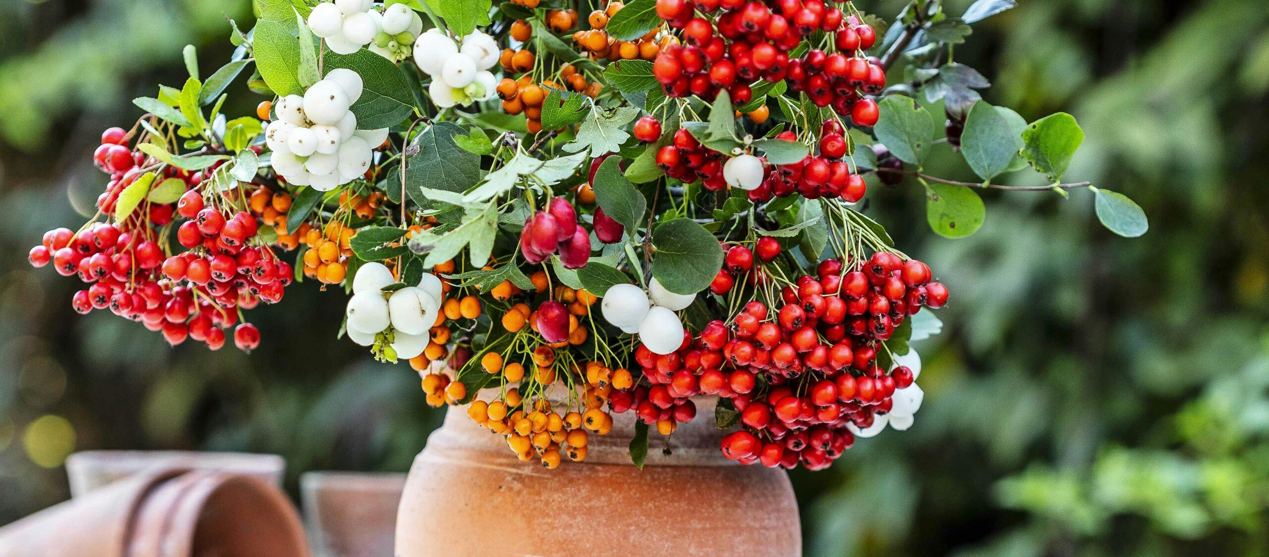 Garden inspiration: Decorating with berries | %%channel_name%%