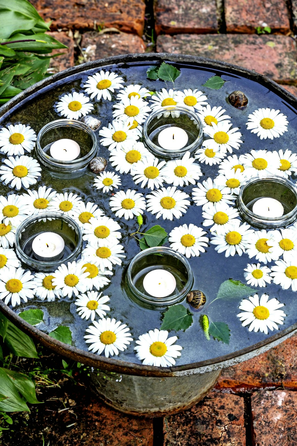 Garden inspiration: Oxeye daisy | %%channel_name%%