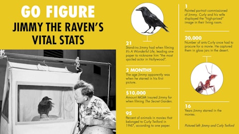 Jimmy The Raven’s Hollywood History: Cawing On Command And Dealing ...