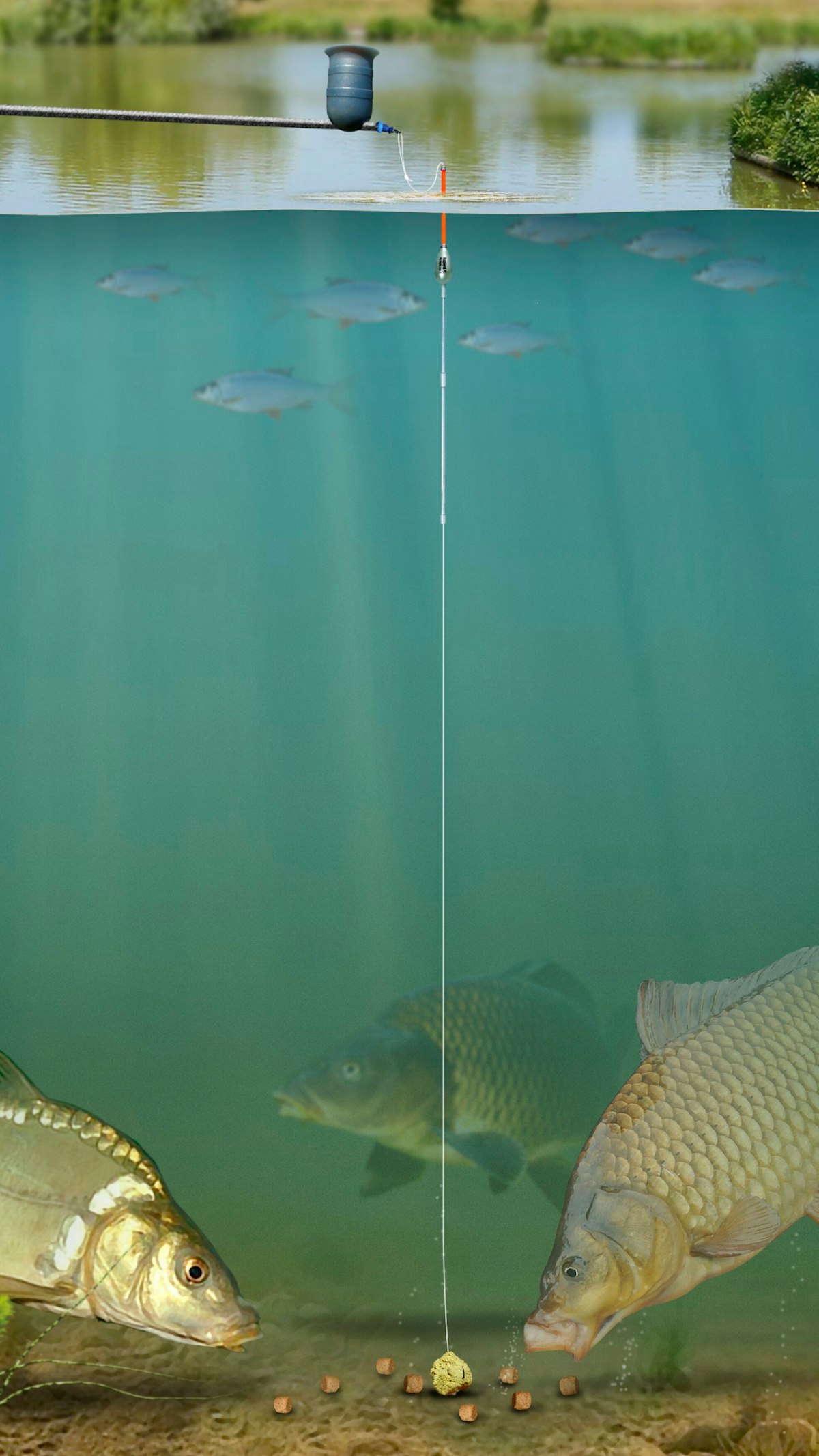 Paste fishing rig to catch more carp on the pole | Angling Times