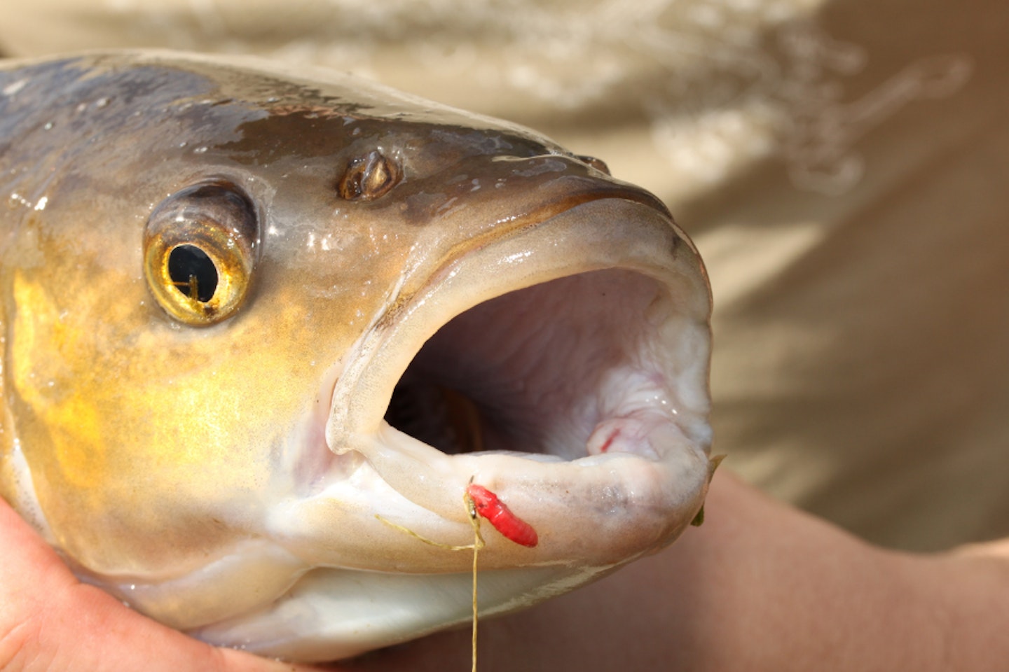 How to hook maggots the right way | Angling Times