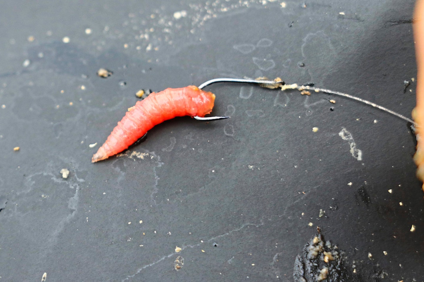 How to hook maggots the right way | Angling Times