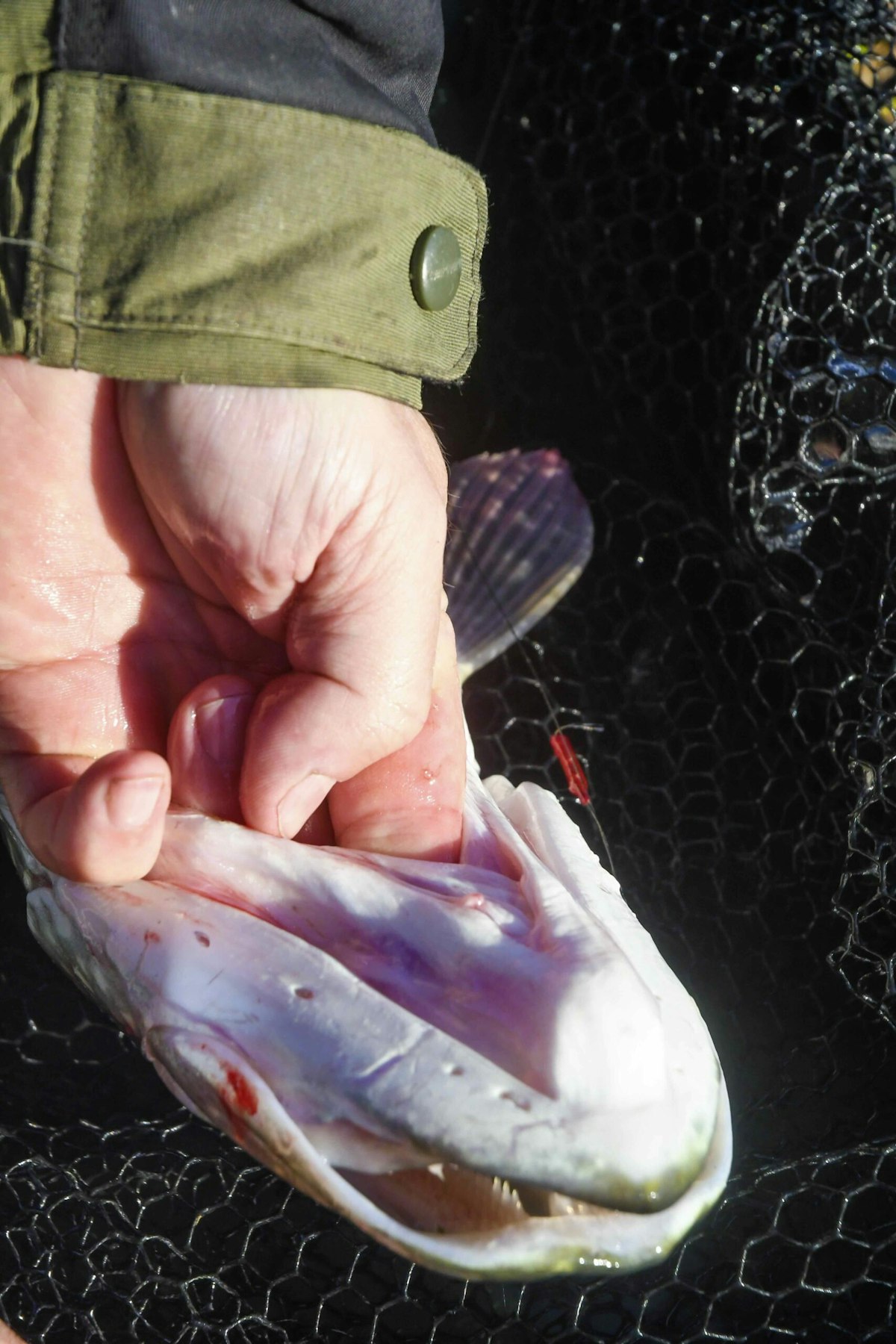 How to start pike fishing | Angling Times