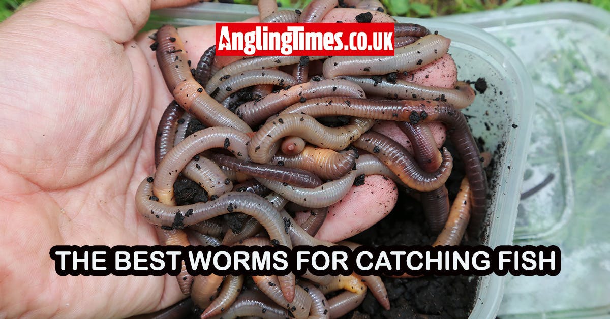 The Best Worms for Fishing: A Comprehensive Guide