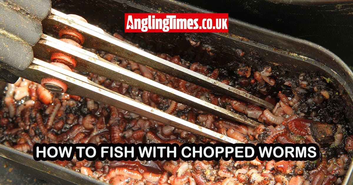 How to fish with chopped worm