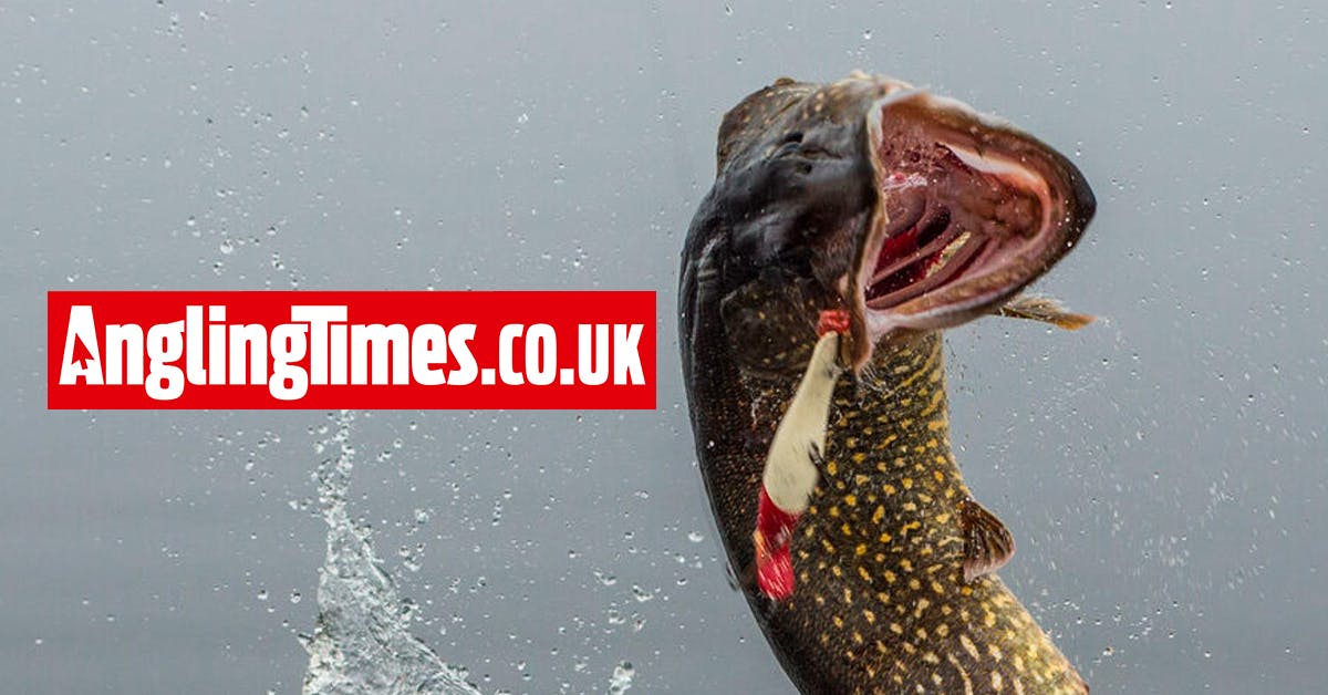 Why do some coarse fish fight harder than others? | Angling Times