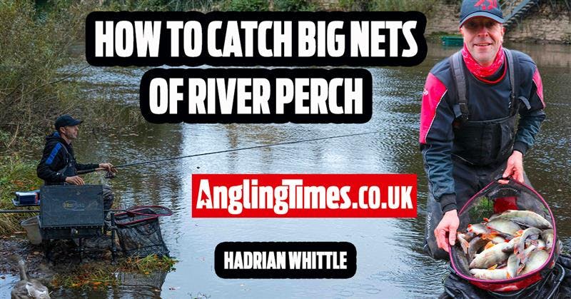 How to catch big nets of river perch | Hadrian Whittle | Angling Times