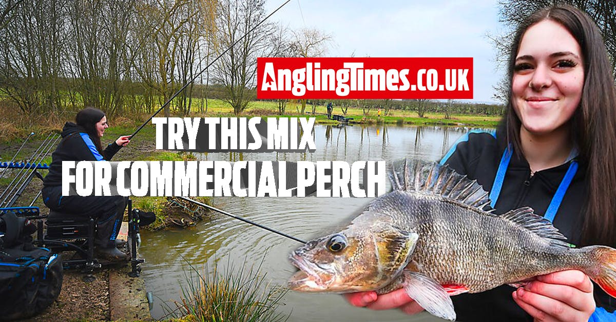 A magic bait mix for commercial perch | Angling Times